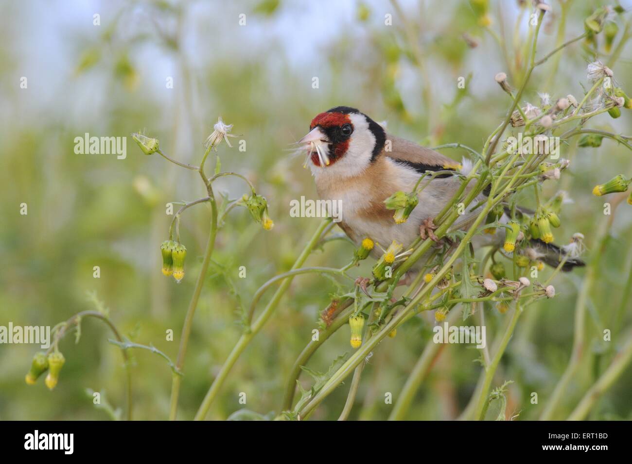 Goldfinch landscape format hi-res stock photography and images - Alamy