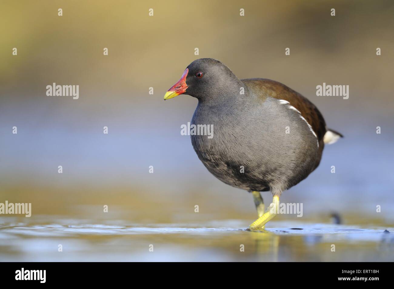 Common gallinules hi-res stock photography and images - Alamy