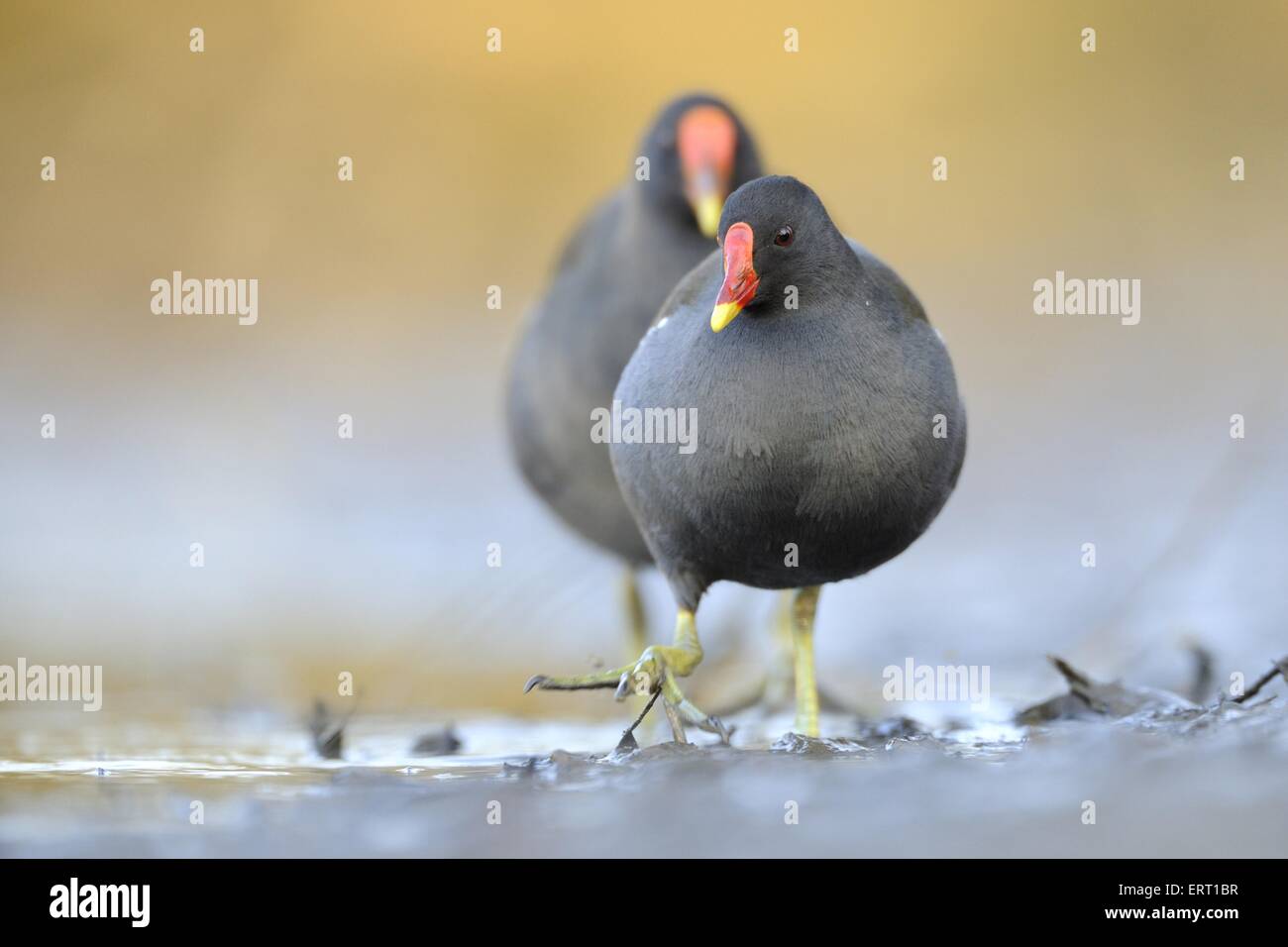 Gallinules hi-res stock photography and images - Alamy