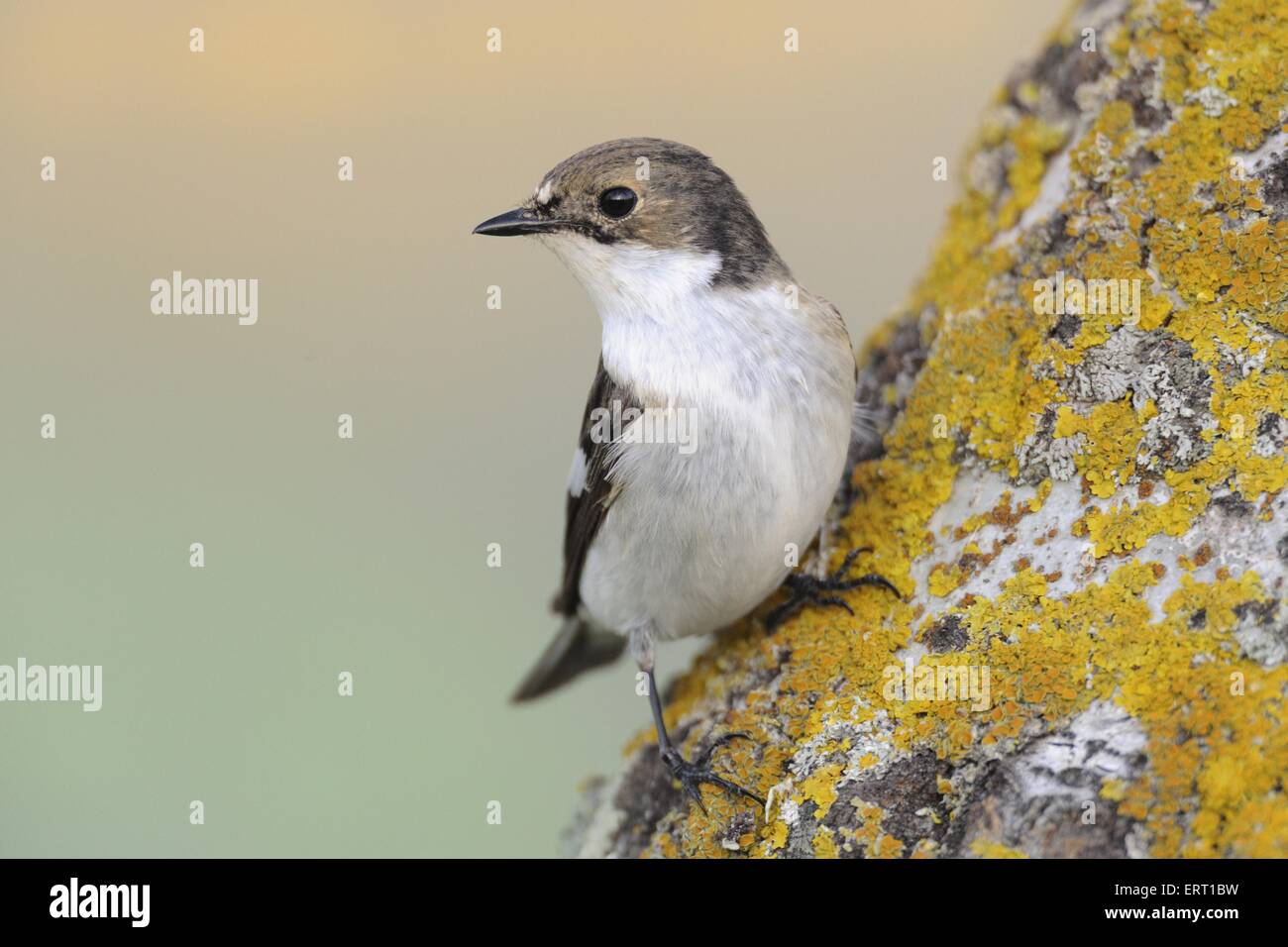 European pied flycatcher Stock Photo - Alamy