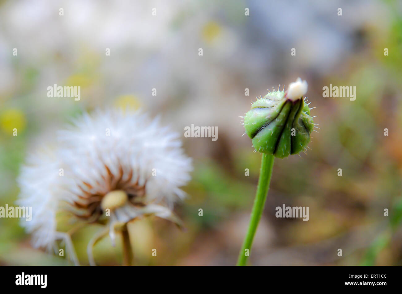 Dandelion - Fluffy seed ball. Photographed in Israel in April ...