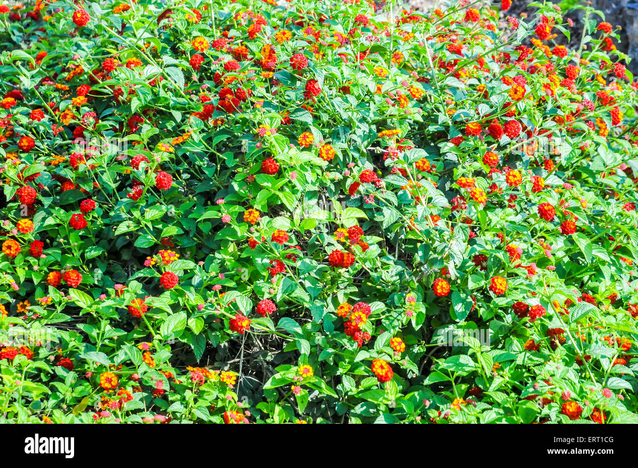yellow and red Spanish flag (Lantana camara 'Spreading Sunset') flowers ...