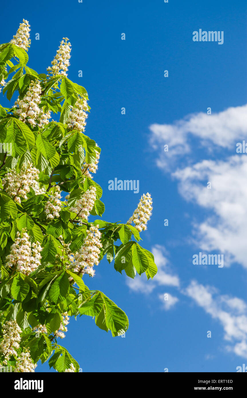 Chestnut flowers against blue sky vertical view Stock Photo - Alamy