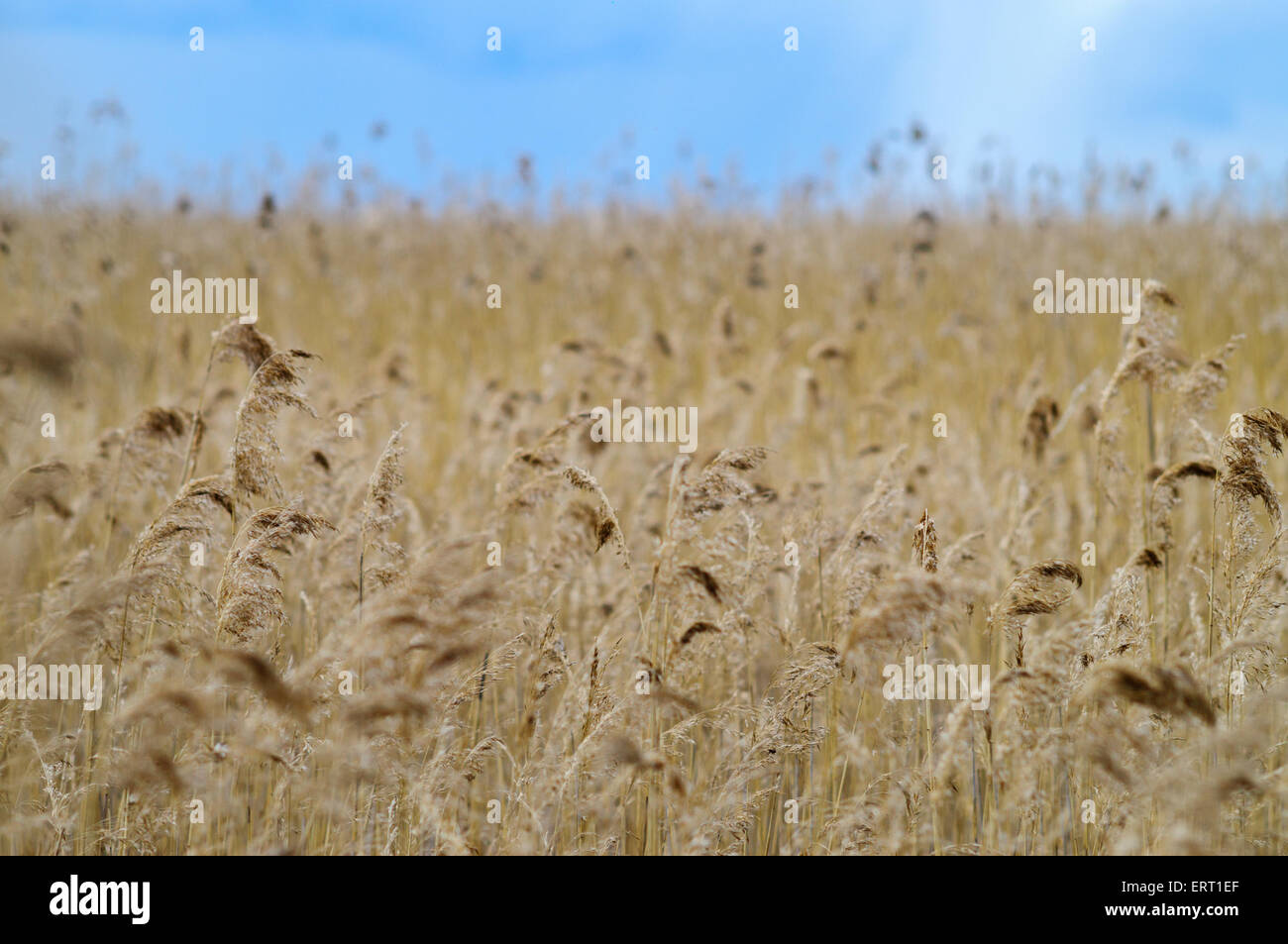 Reed grass field background under blue sky Stock Photo - Alamy