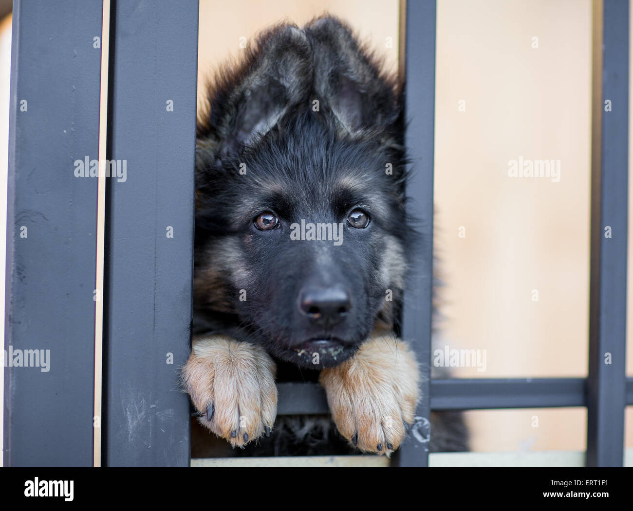 Very Sad Dog Face