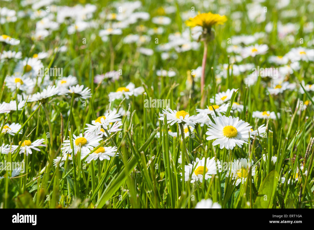 Blossom summer daisy flowers field Stock Photo - Alamy