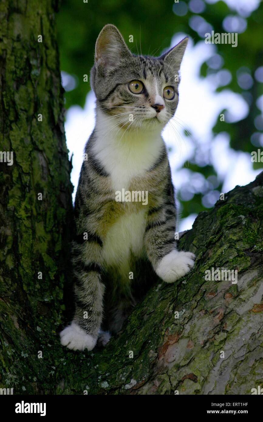 Adult climbs tree hi-res stock photography and images - Alamy