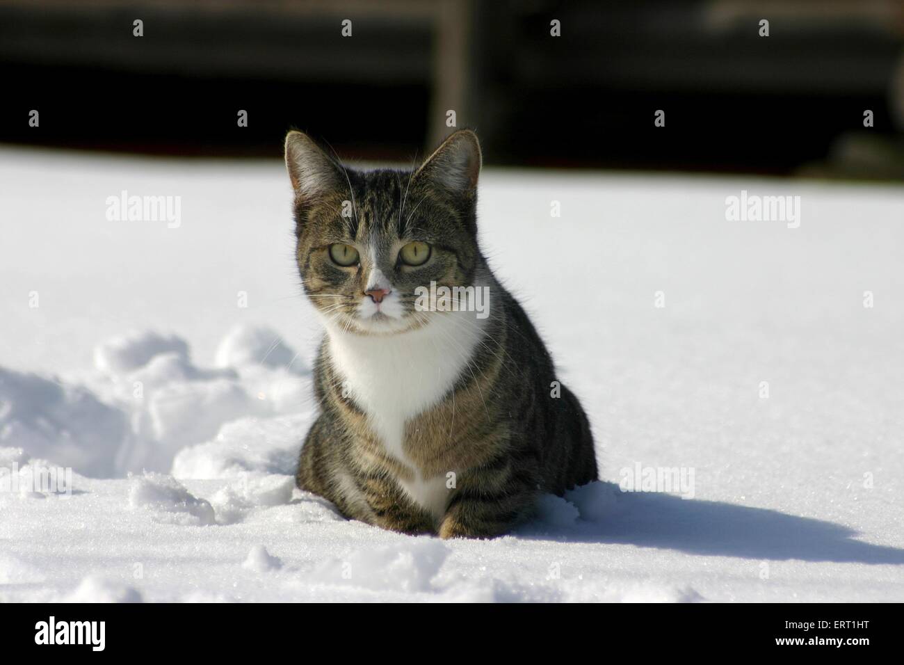 cat in snow Stock Photo - Alamy