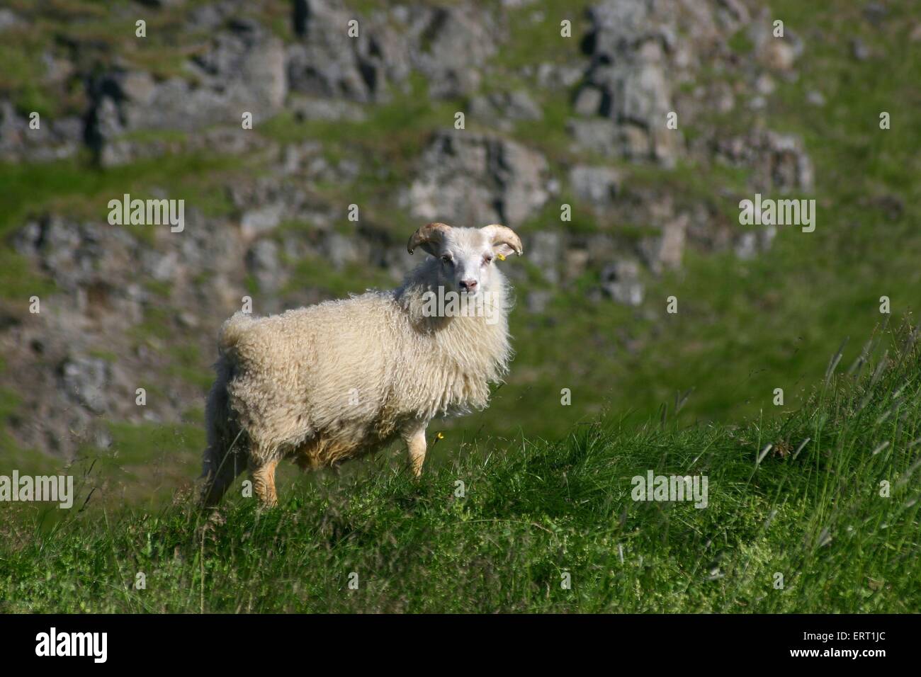Island sheep hi-res stock photography and images - Alamy