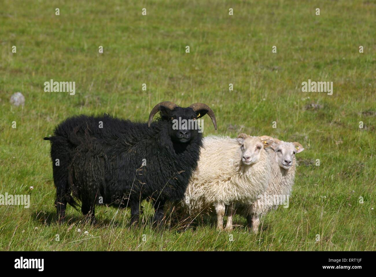 Island sheep hi-res stock photography and images - Alamy