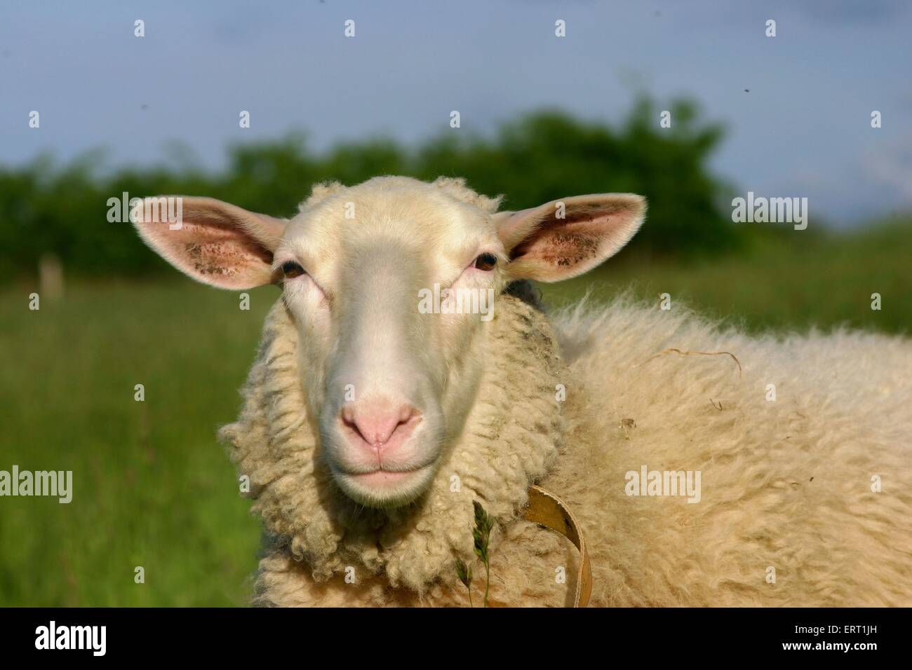 One white sheeps hi-res stock photography and images - Alamy