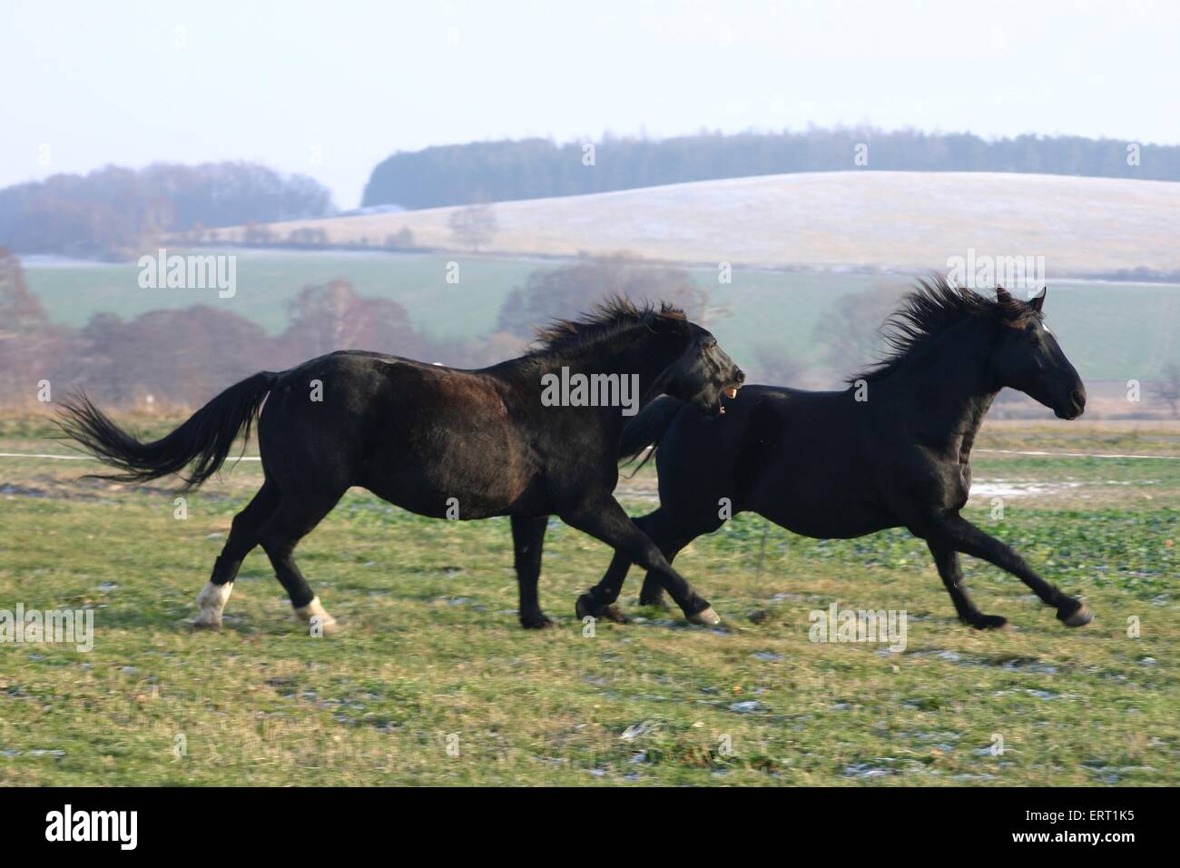 Running horses hi-res stock photography and images - Alamy