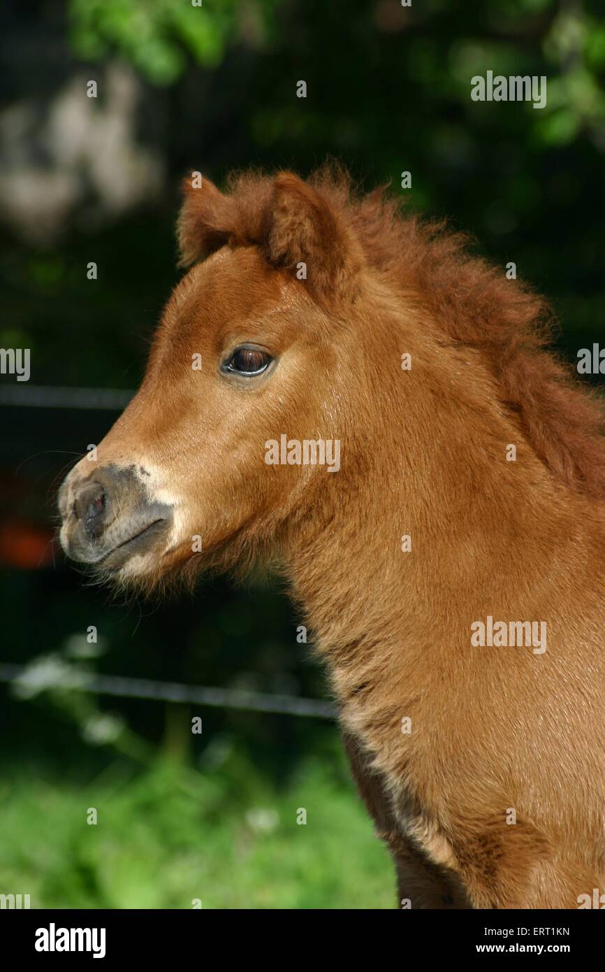 Shetland pony foal shetty hi-res stock photography and images - Alamy