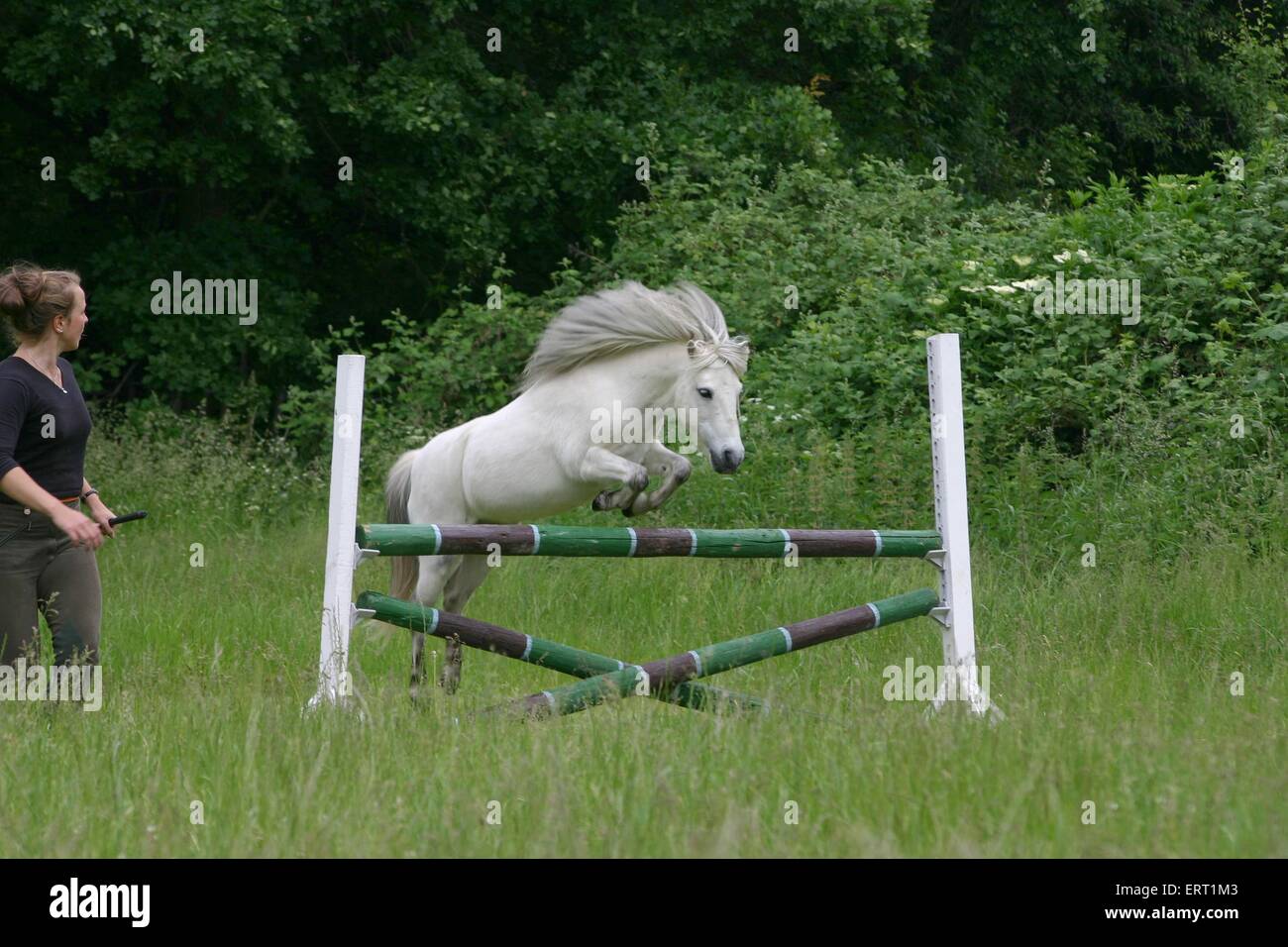 Free jumping horse hi-res stock photography and images - Alamy