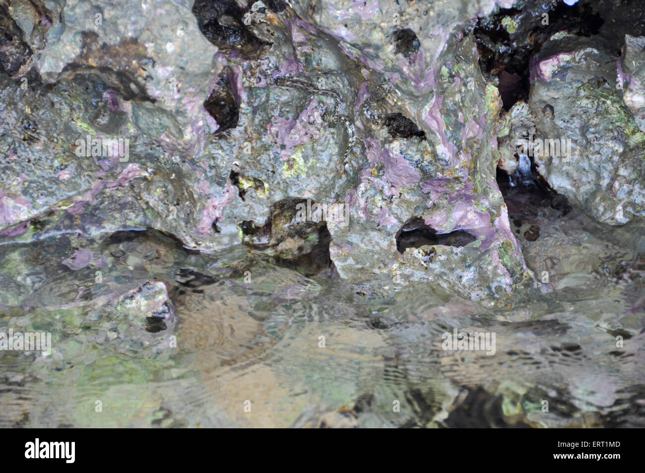 Pearl coral hi-res stock photography and images - Alamy