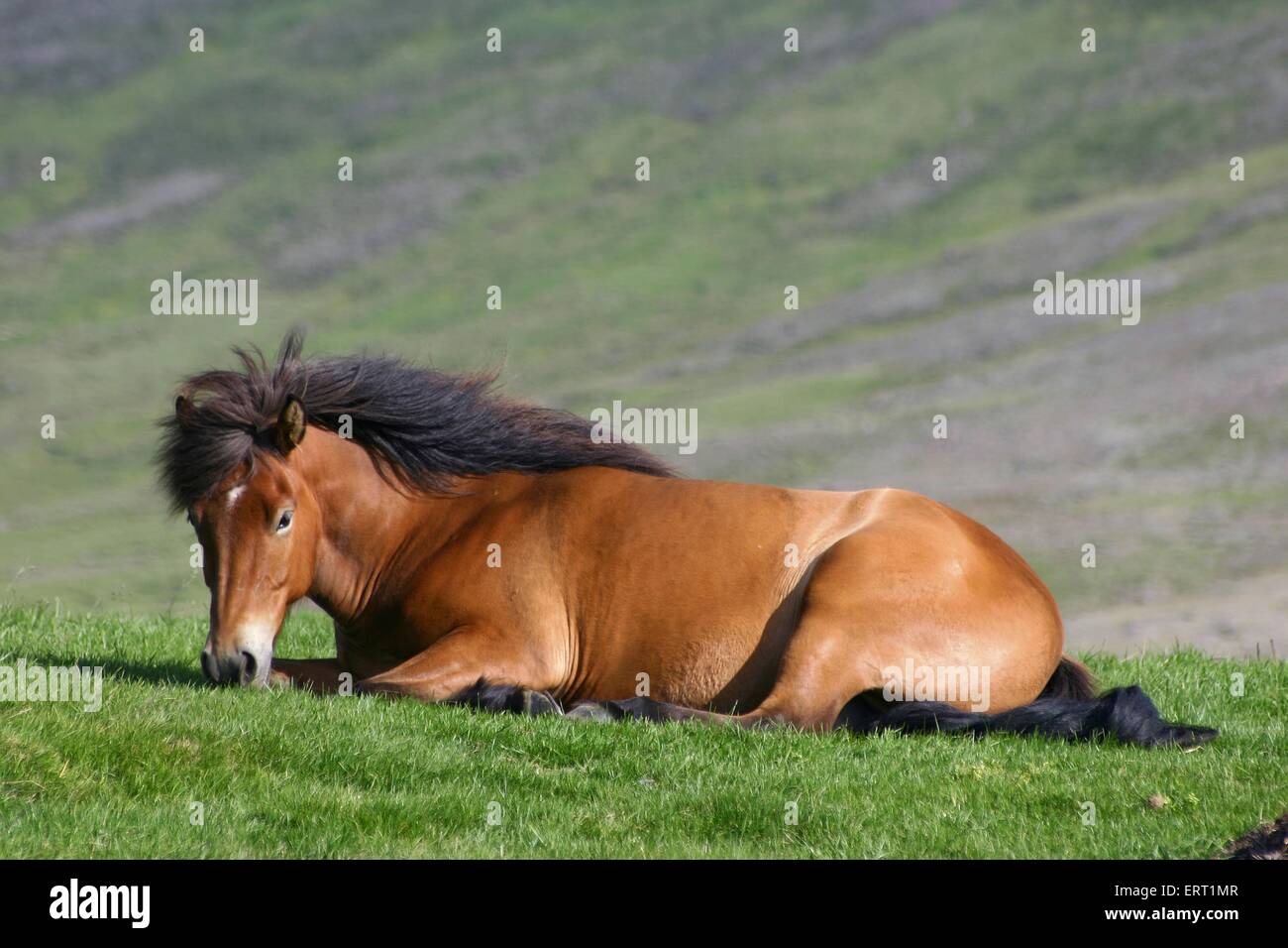 dozing Icelandic horse Stock Photo - Alamy