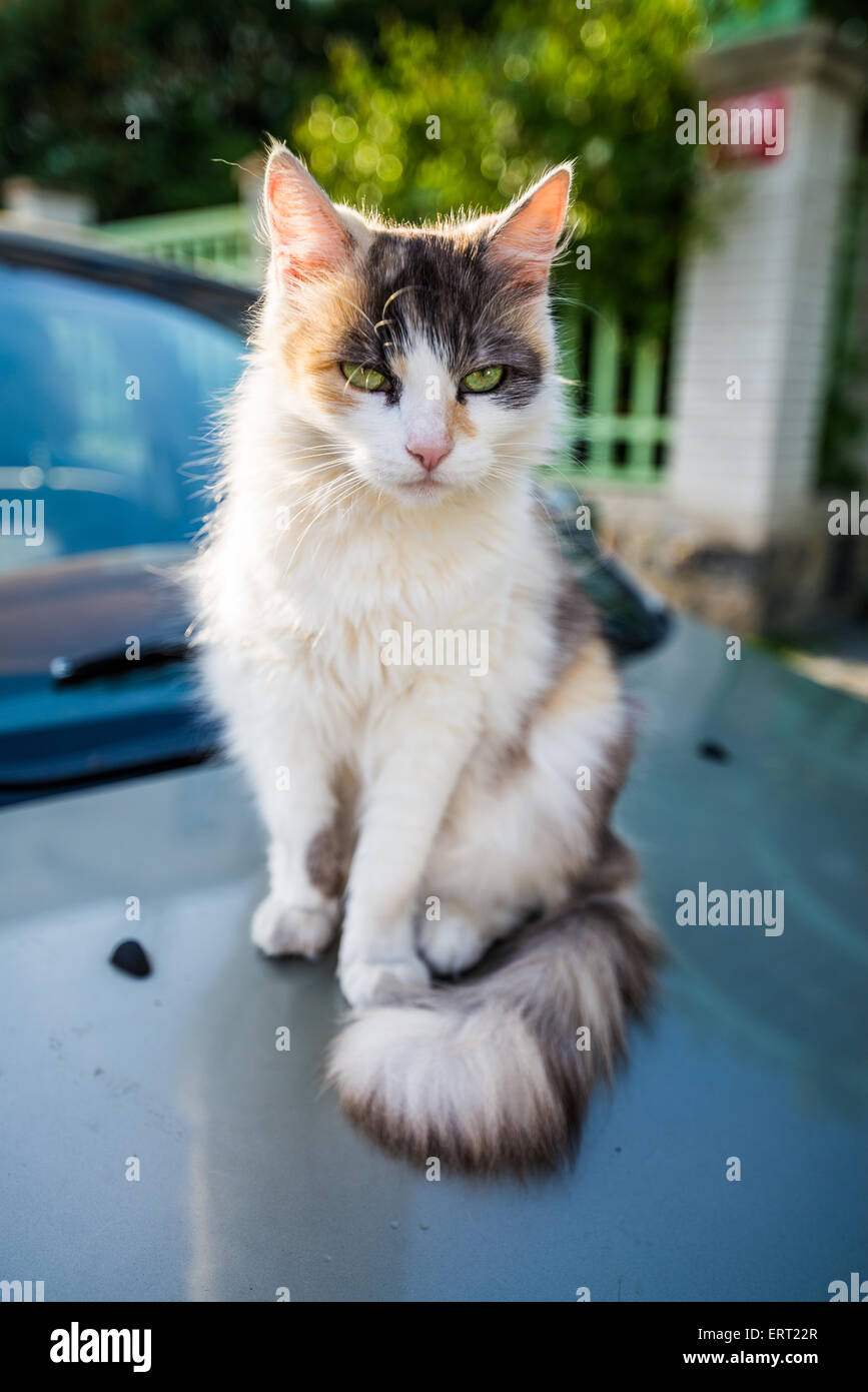 Cat sitting on a car, Prague, Czech republic Stock Photo - Alamy