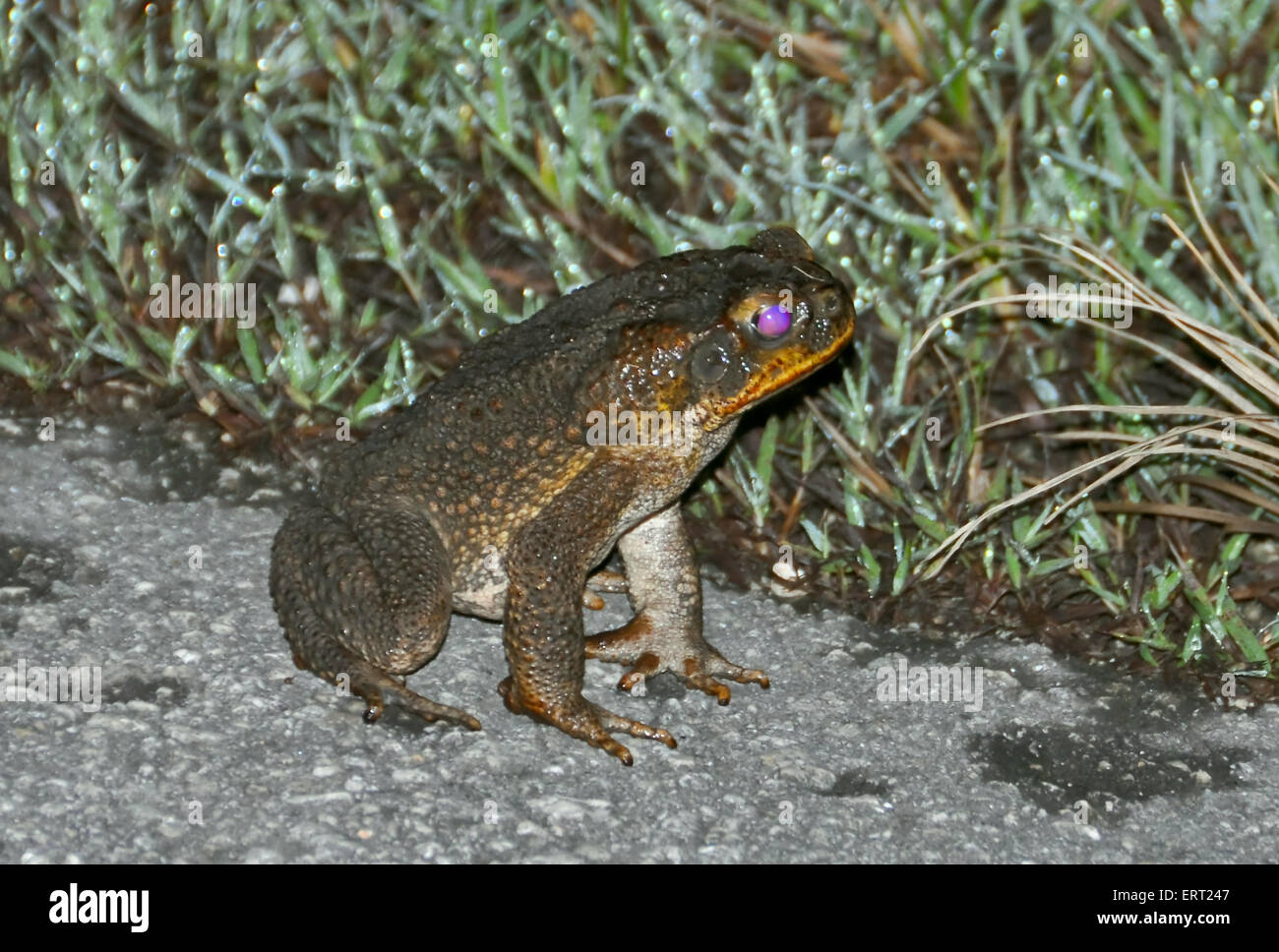 huge toad - a resident of the tropics Stock Photo - Alamy