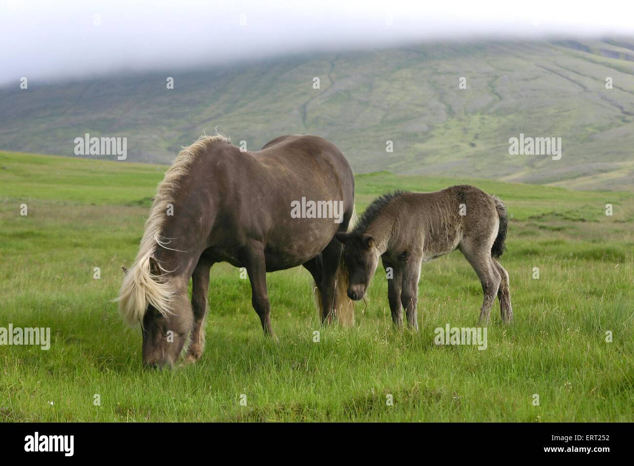 mare with foal Stock Photo - Alamy