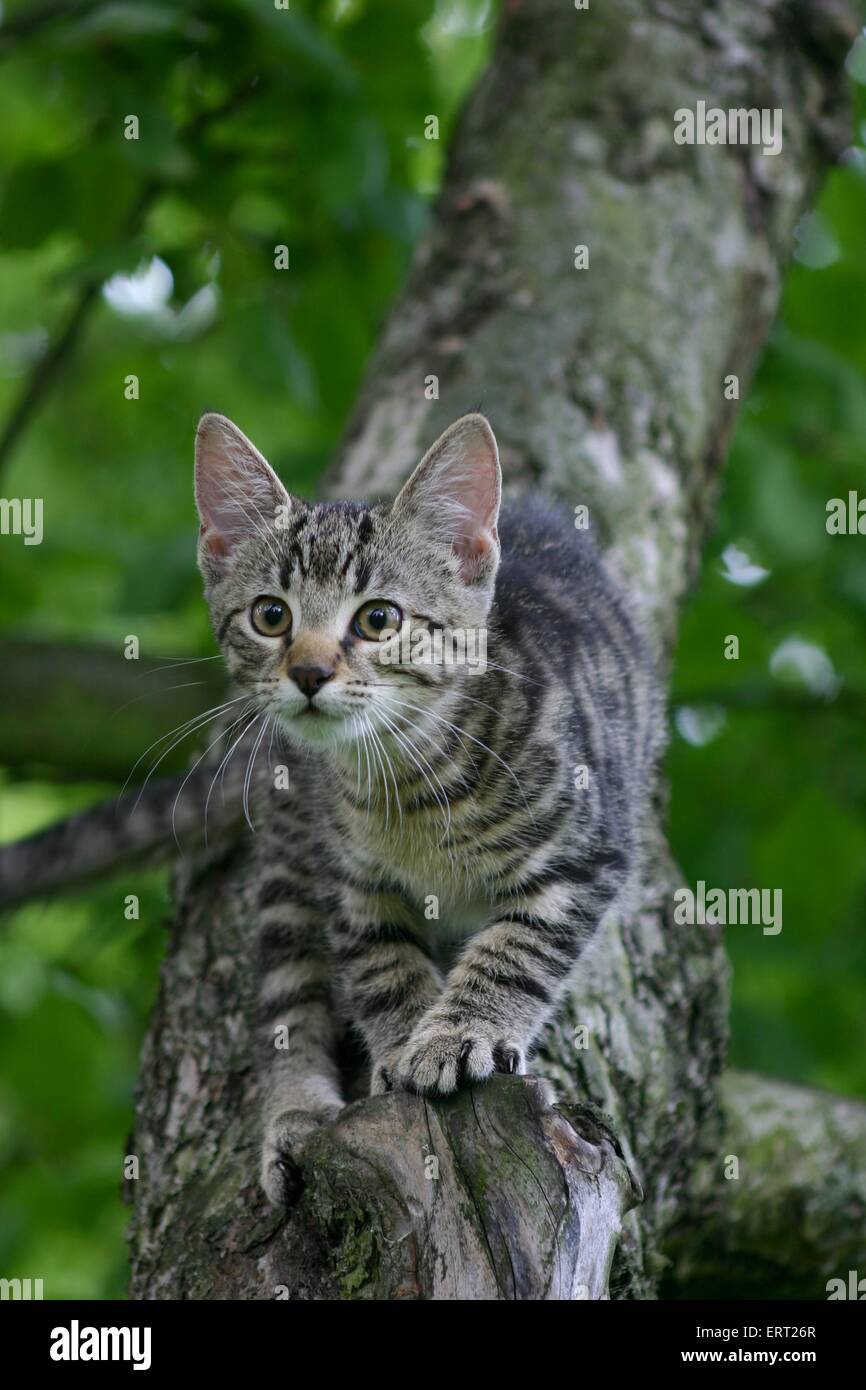 cat on a tree Stock Photo - Alamy