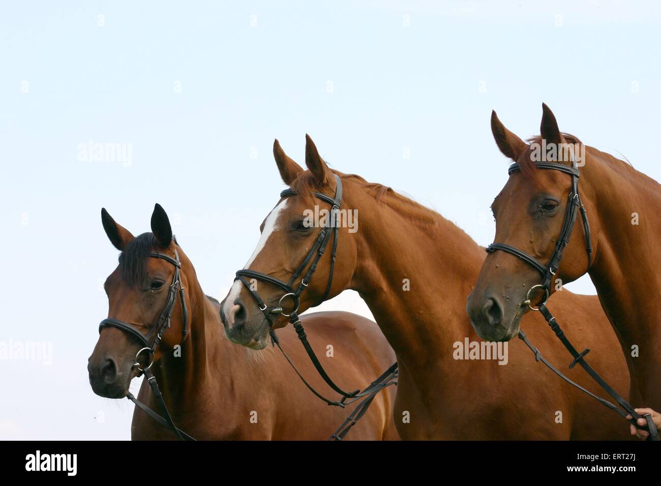 3 horses heads hi-res stock photography and images - Alamy