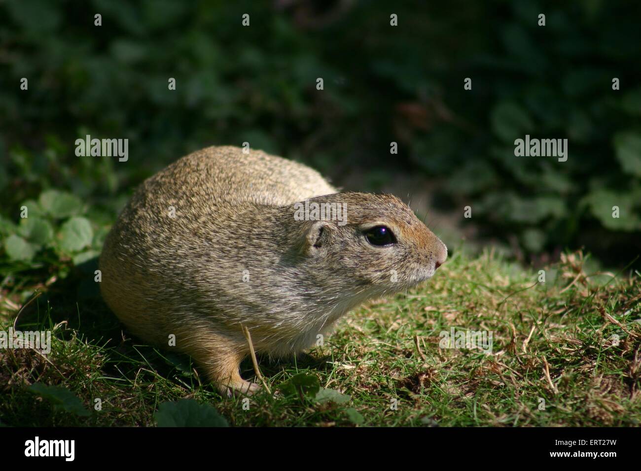 Gophers hi-res stock photography and images - Alamy