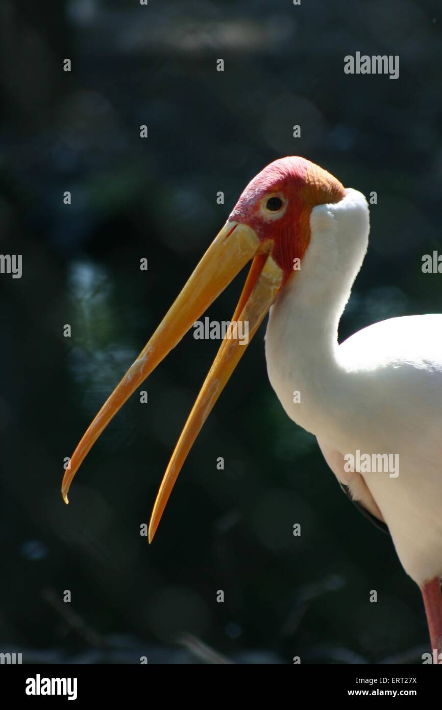 Storks beaks hi-res stock photography and images - Alamy