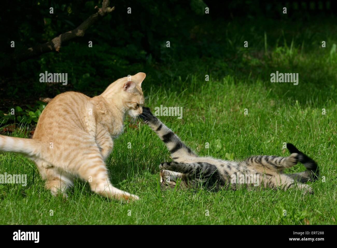 Encounter two domestic cats hi-res stock photography and images - Alamy