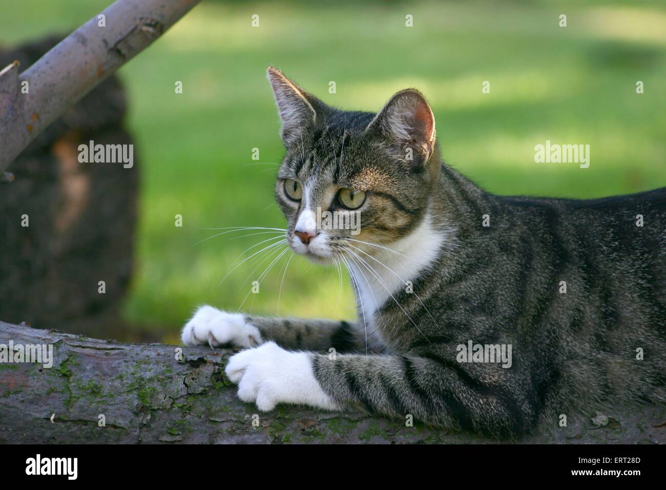 Sharpen claws cat hi-res stock photography and images - Alamy