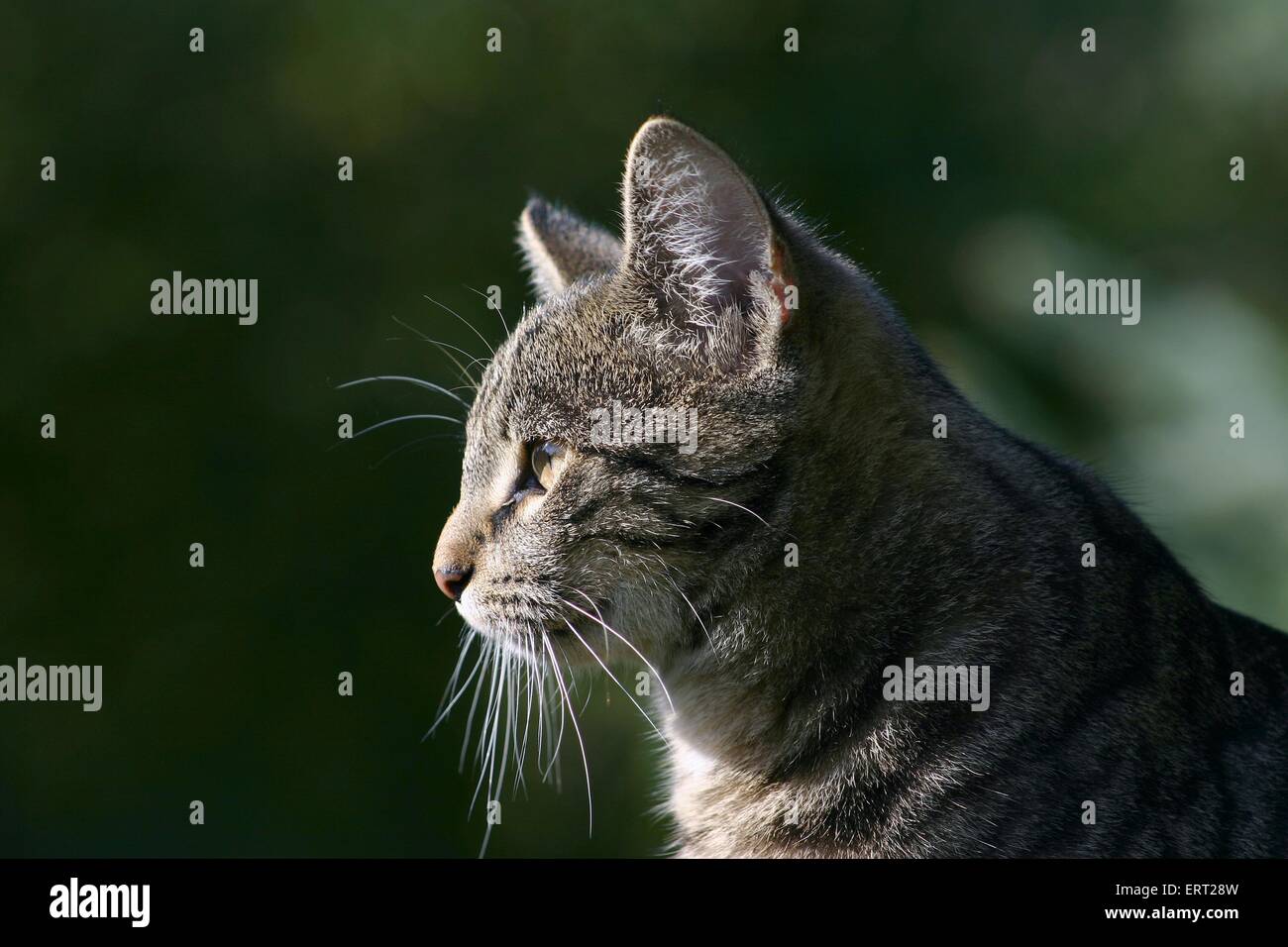 Side profile cat head hi-res stock photography and images - Alamy