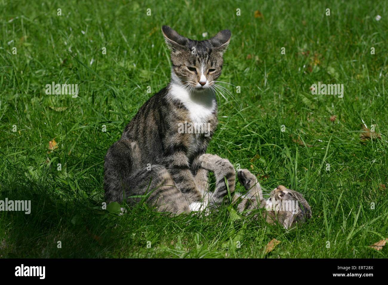 Cats playing together hi-res stock photography and images - Alamy