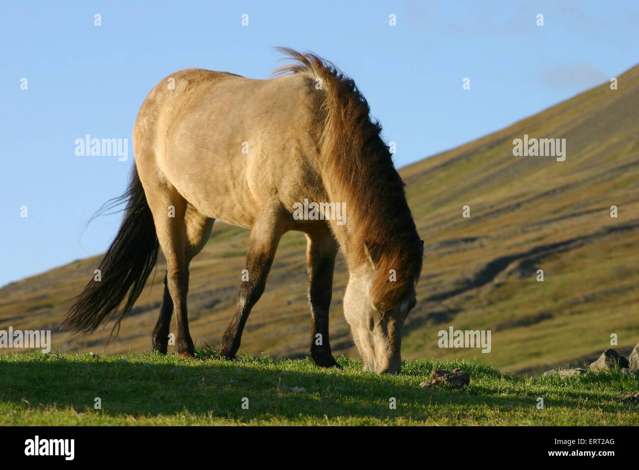 Islandpony horse hi-res stock photography and images - Alamy