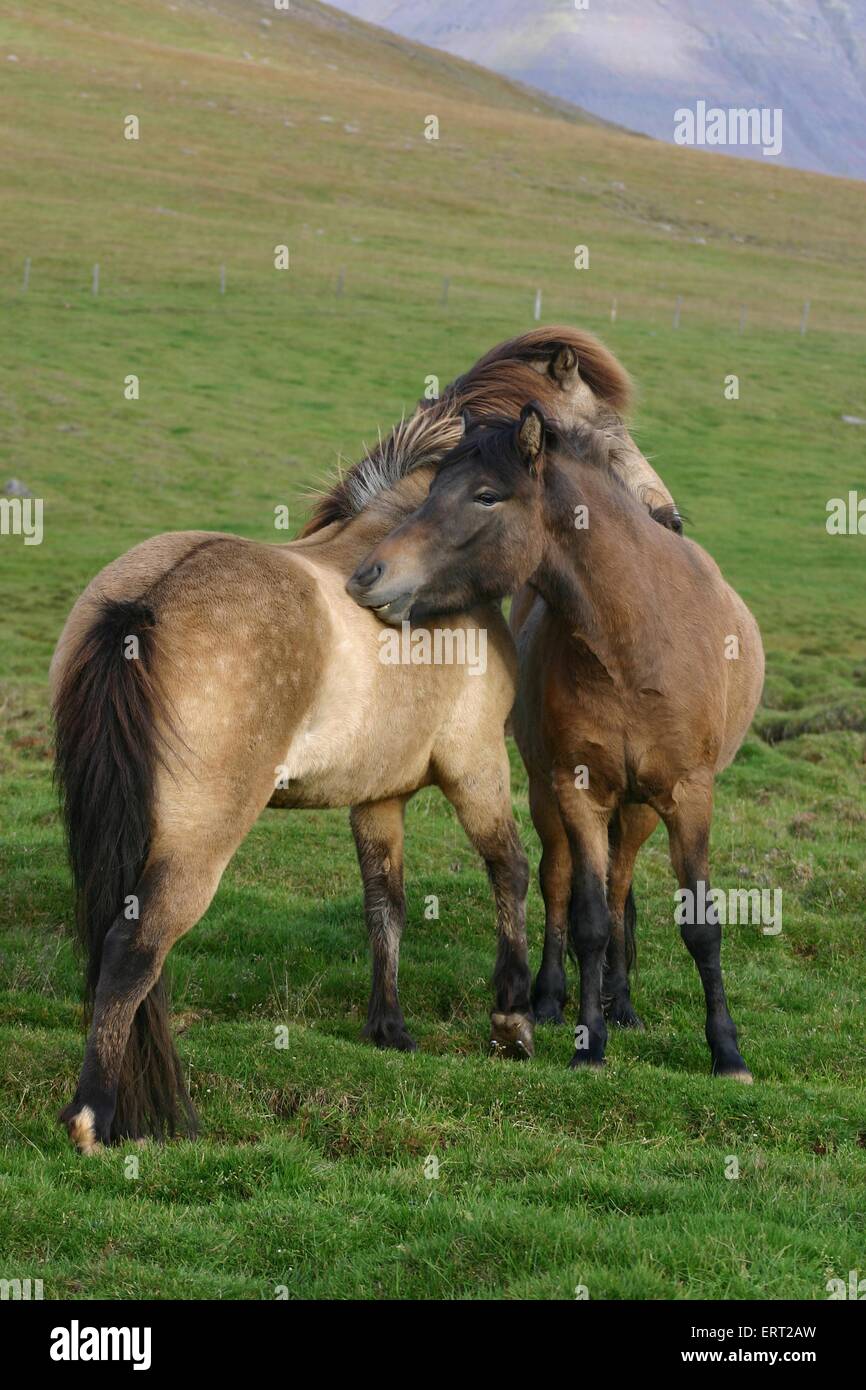 Clean pony hi-res stock photography and images - Alamy