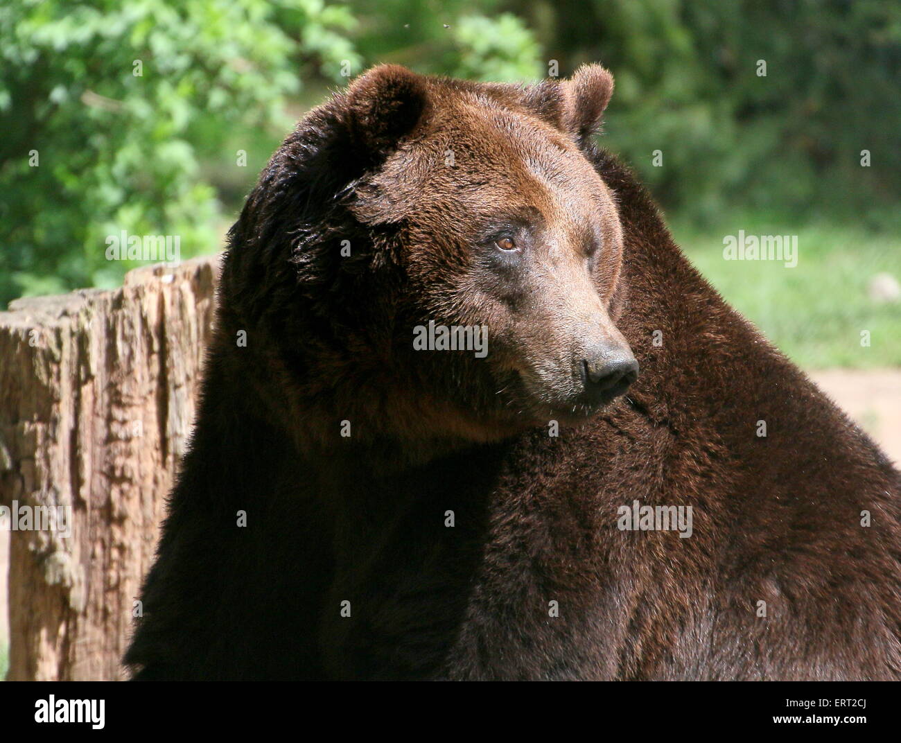 Close-up of the upper body and head of a mature male Eurasian brown ...