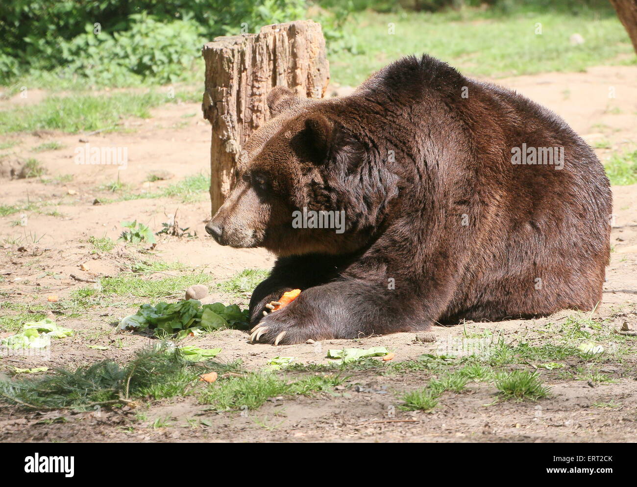 Eurasian brown bear feeding on vegetables at the Bear Forest in ...