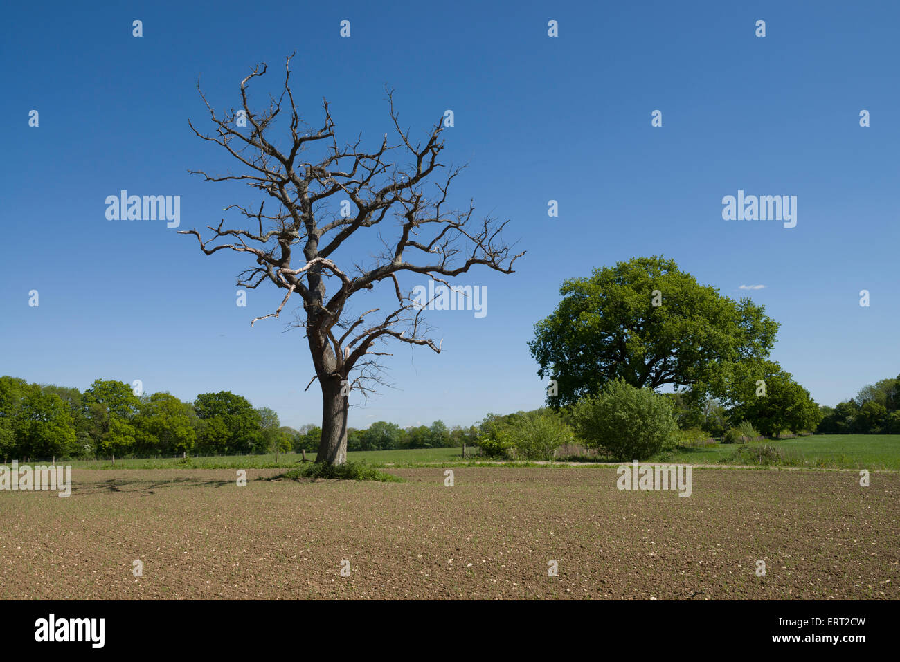 Blasted Oak High Resolution Stock Photography and Images - Alamy