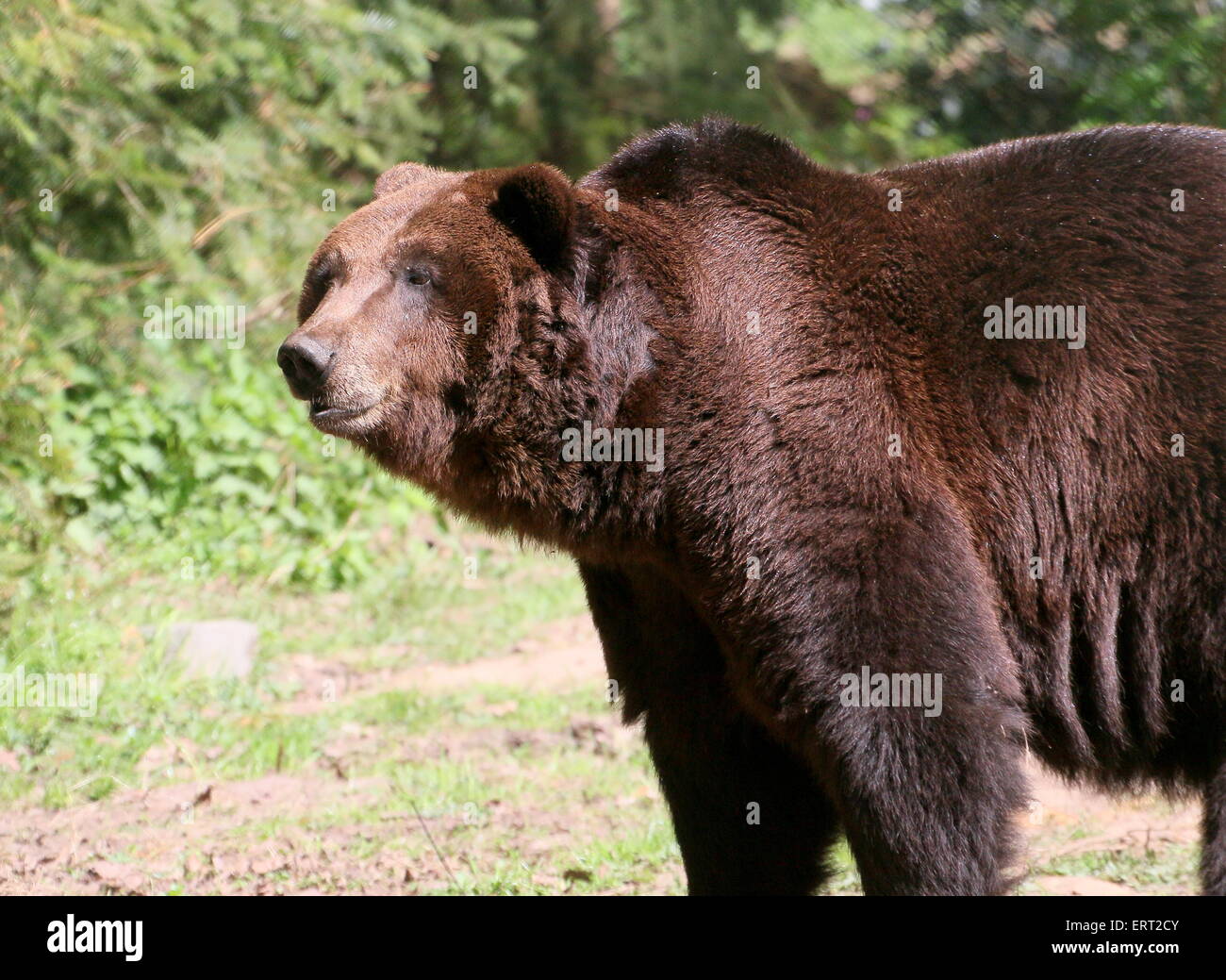 Oso pardo ursus arctos hi-res stock photography and images - Alamy