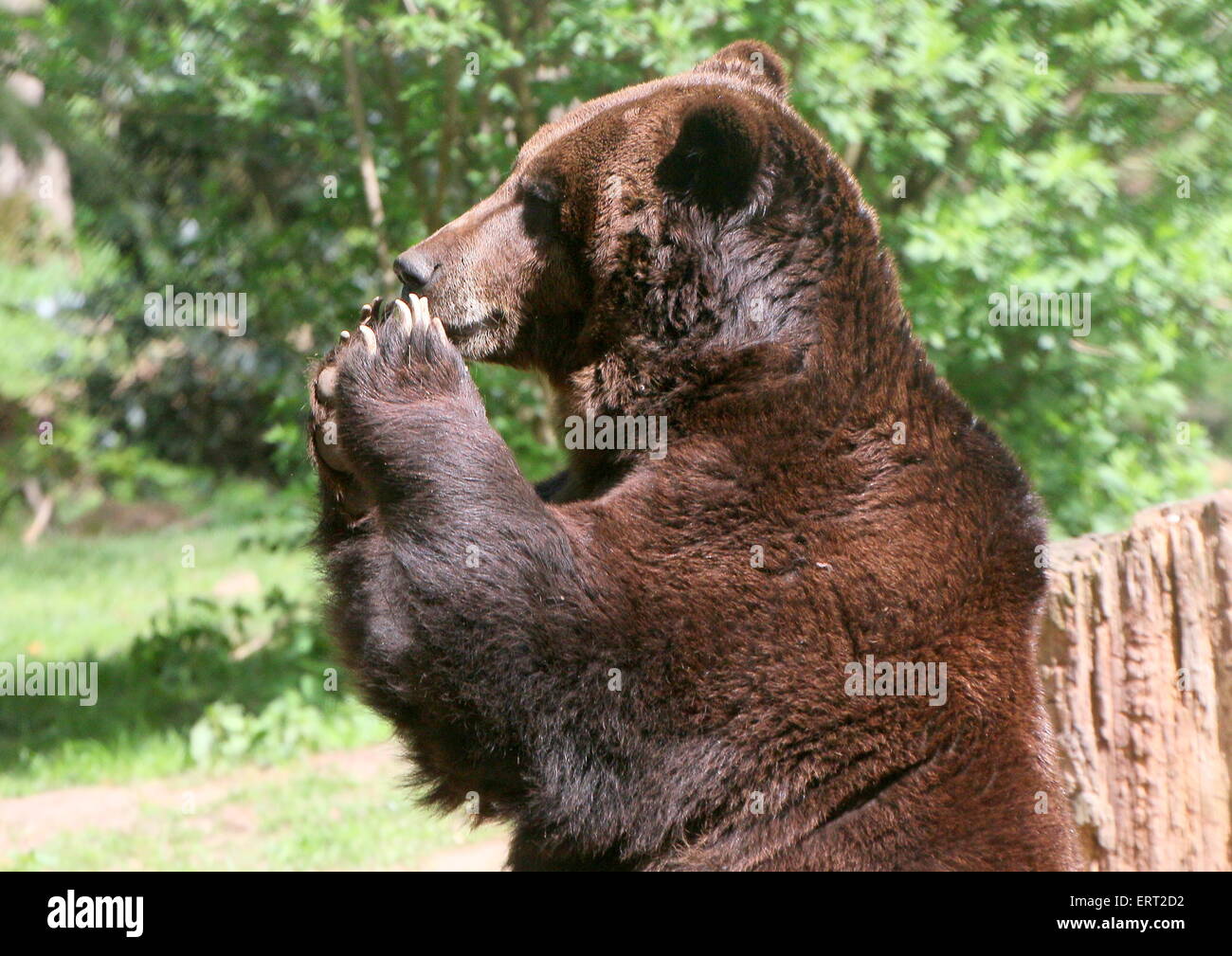 Eurasian brown bear feeding on vegetables, standing up, paws lifted up ...