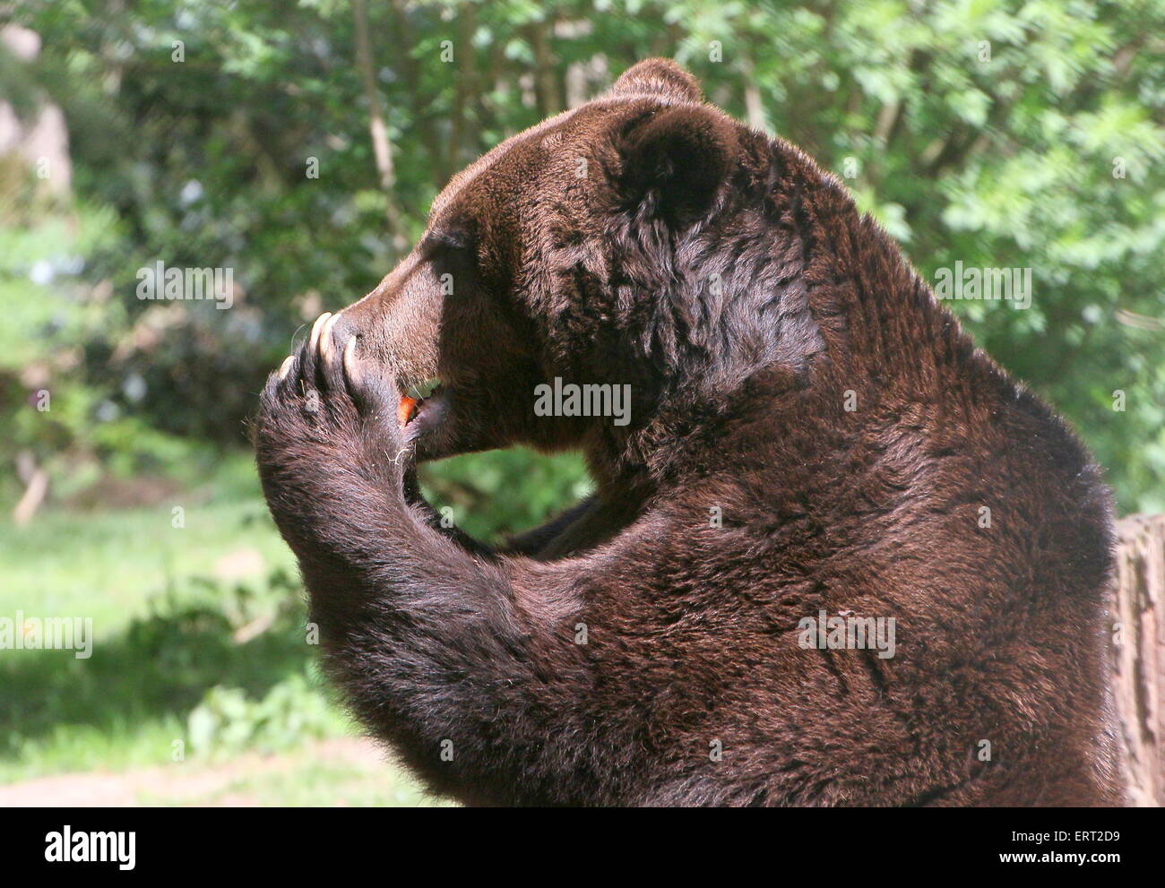 Eurasian brown bear feeding on vegetables Stock Photo - Alamy