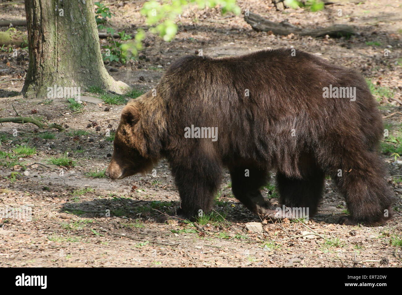 Brown bear walking through dense hi-res stock photography and images - Alamy