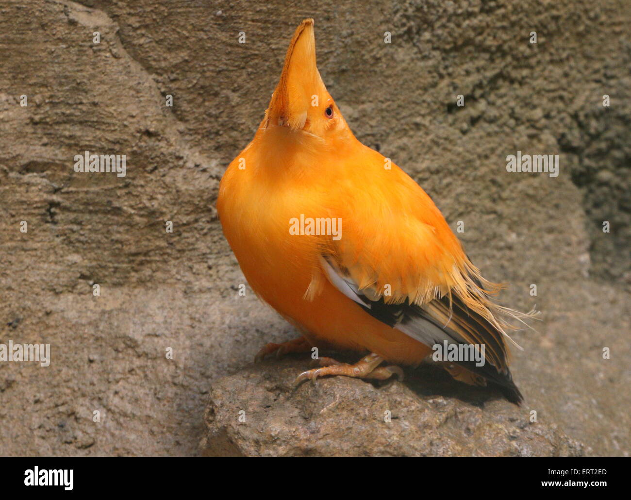 Bright orange male Guianan cock of the rock (Rupicola rupicola Stock ...
