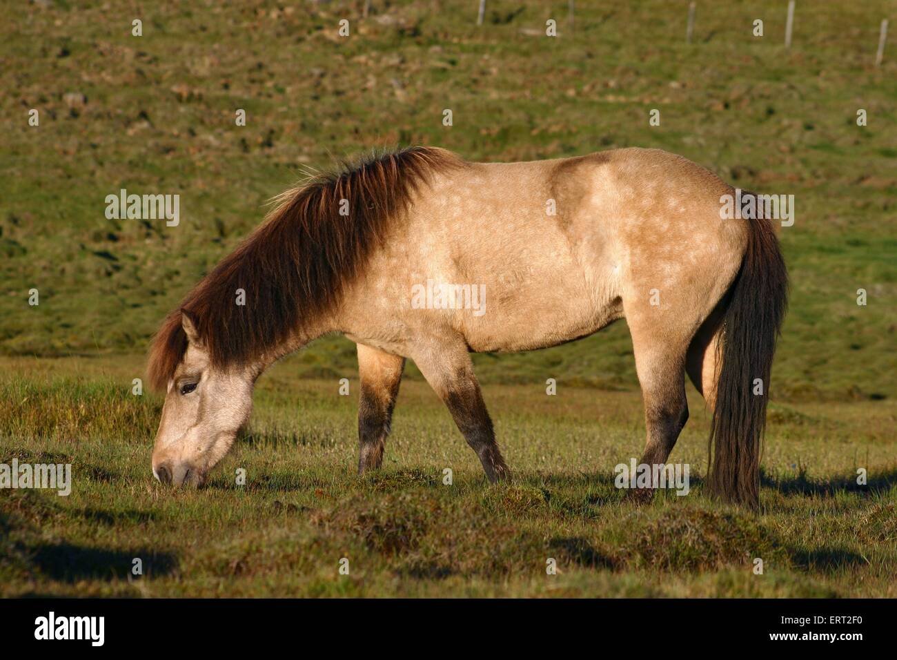 Islandpony horse hi-res stock photography and images - Alamy