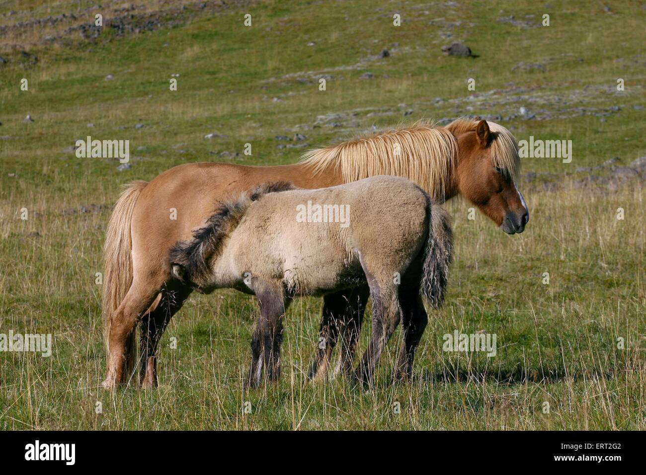 mare with foal Stock Photo - Alamy