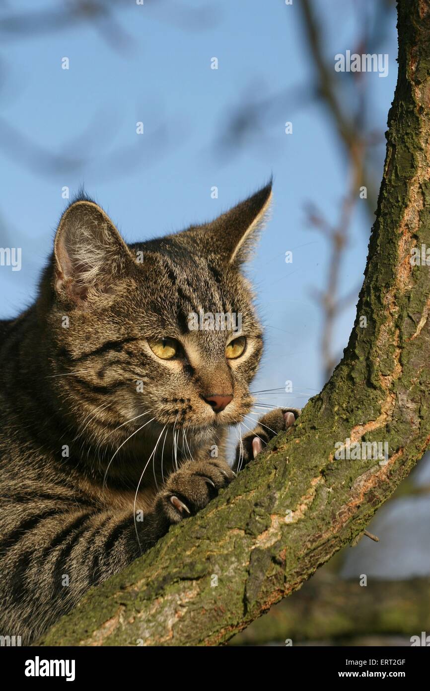 cat on tree Stock Photo - Alamy