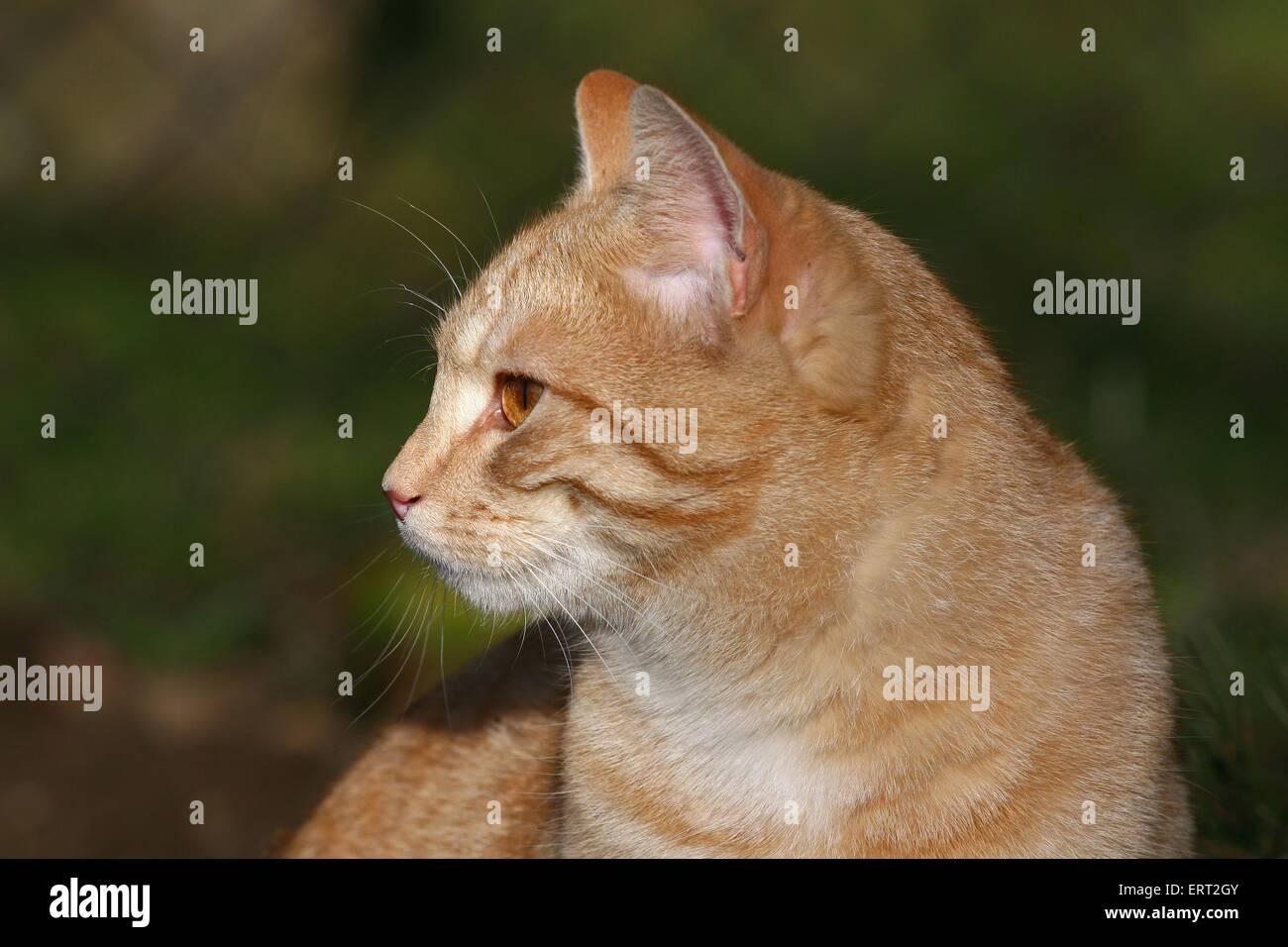 Side profile cat head hi-res stock photography and images - Alamy