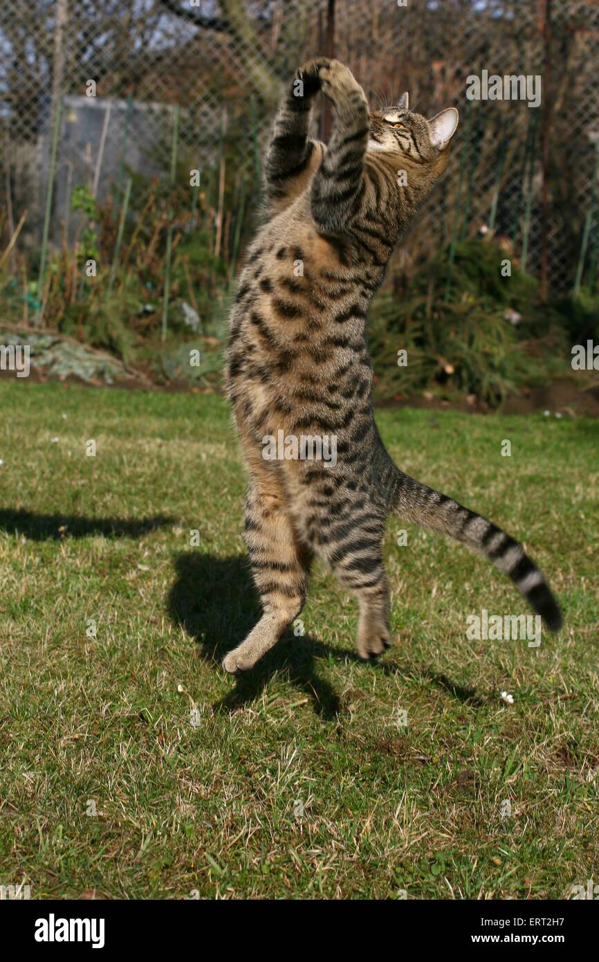 Leaping cats hi-res stock photography and images - Alamy