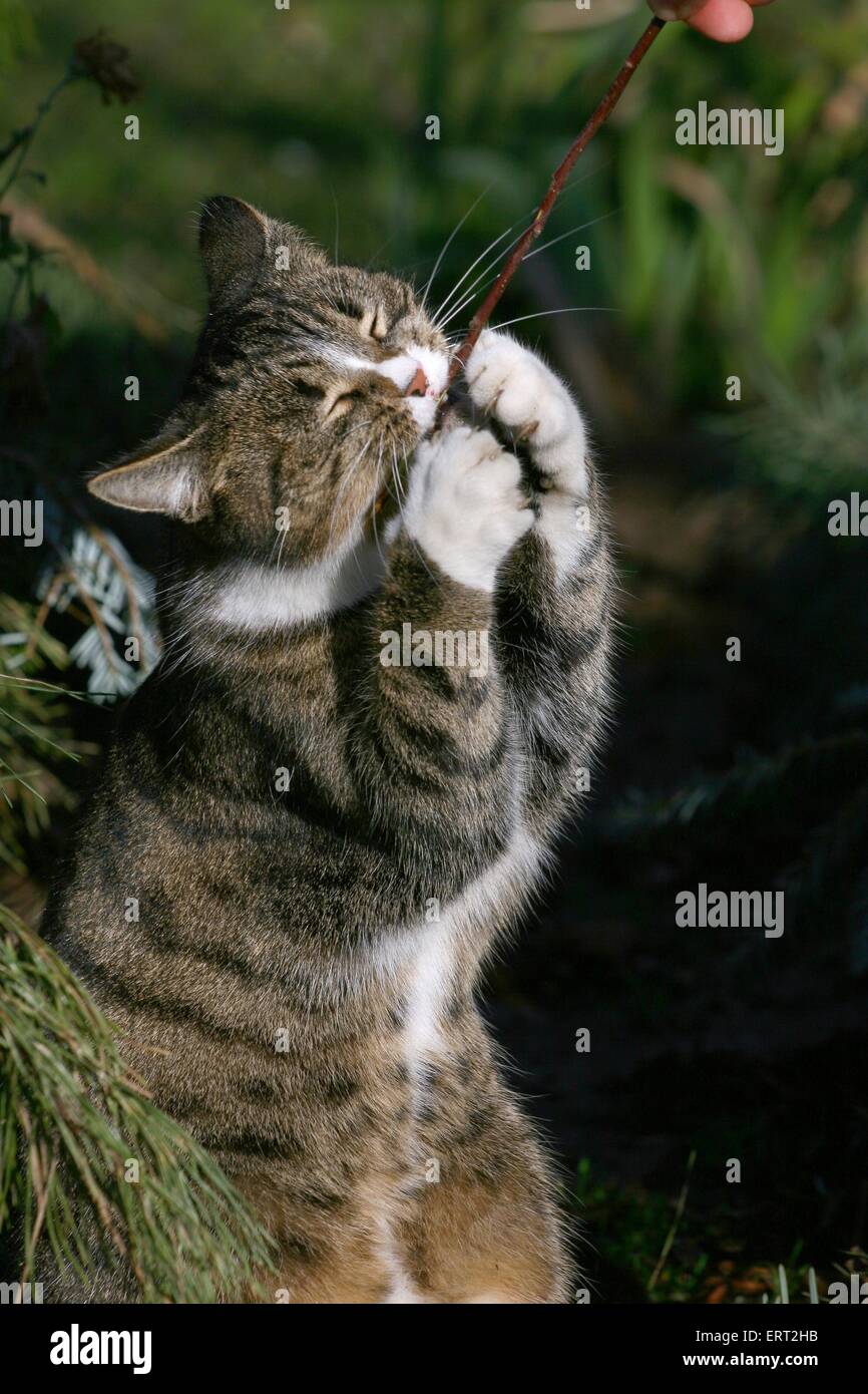 Cat sit legs hi-res stock photography and images - Alamy