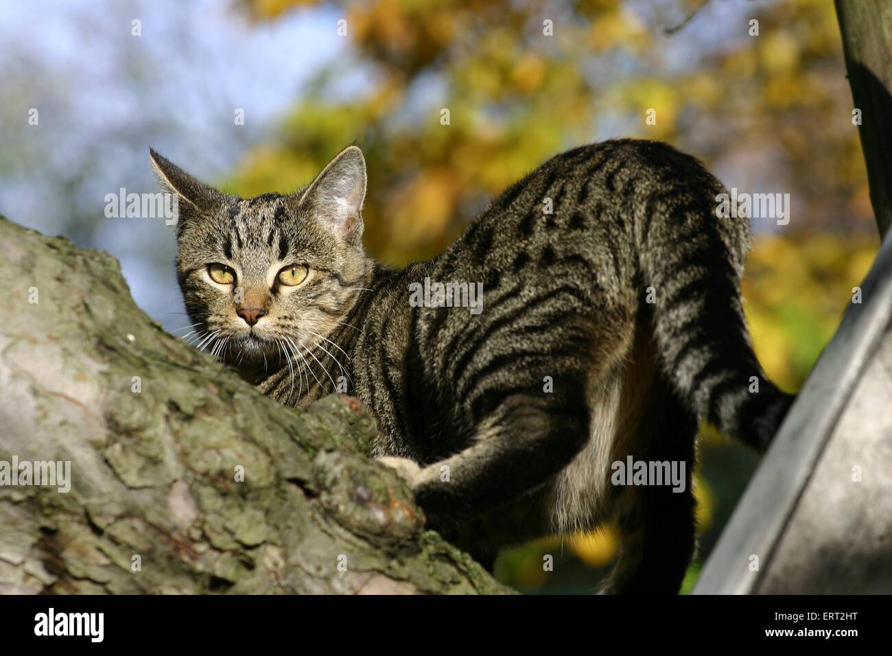 cat on tree Stock Photo - Alamy