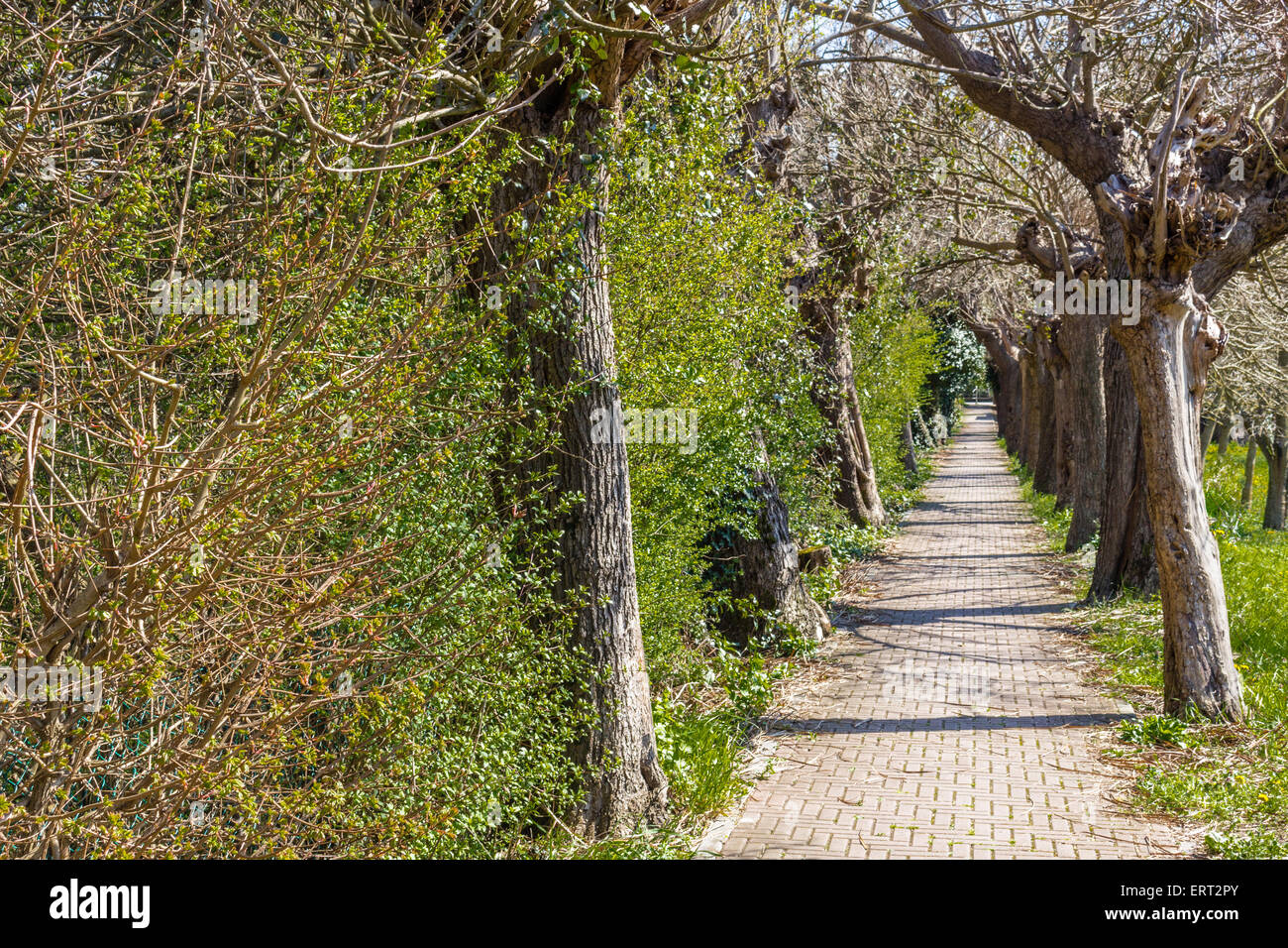 paved path through the trees in a park in Italian country Stock Photo ...