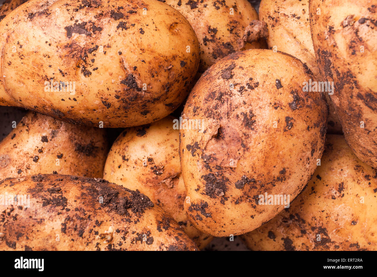 First potatoes hi-res stock photography and images - Alamy